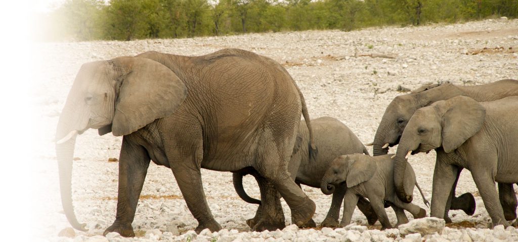 About Namibia | What you need to know about Namibia.